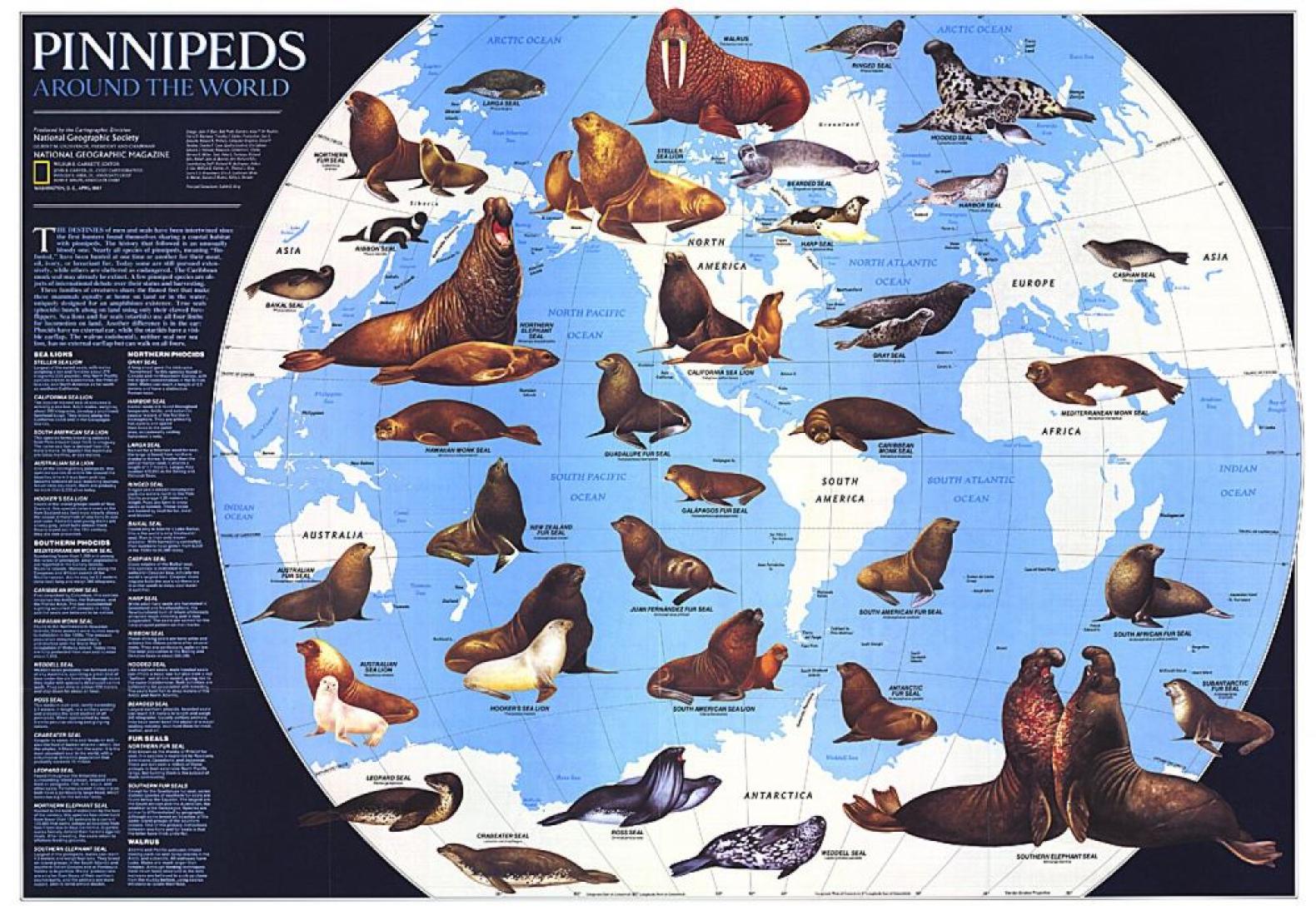 1987 Pinnipeds Around the World Map by National Geographic Maps