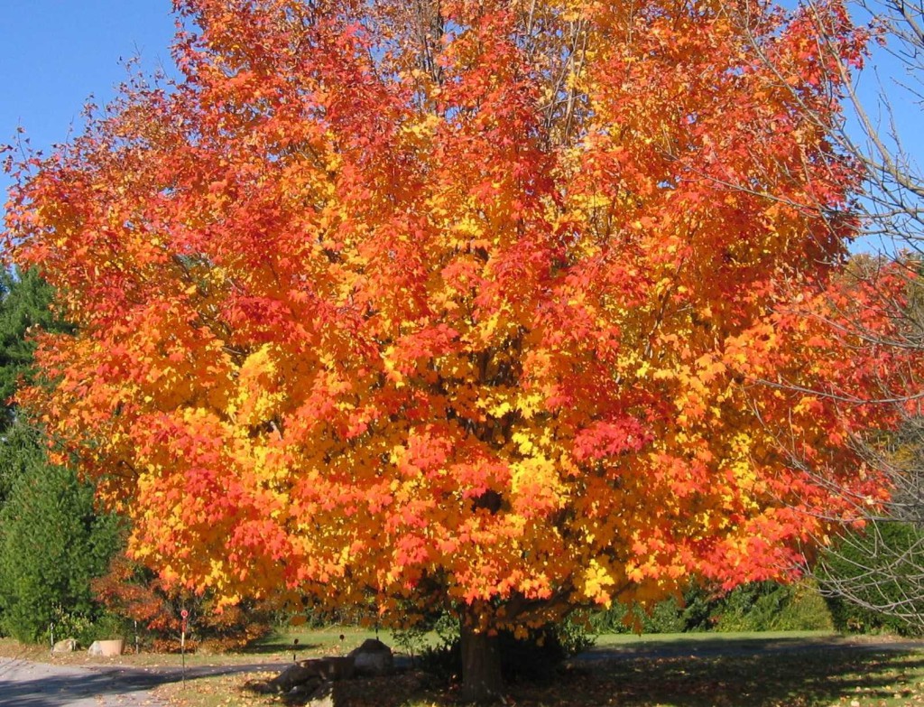 Forever Green Lawn & Landscape