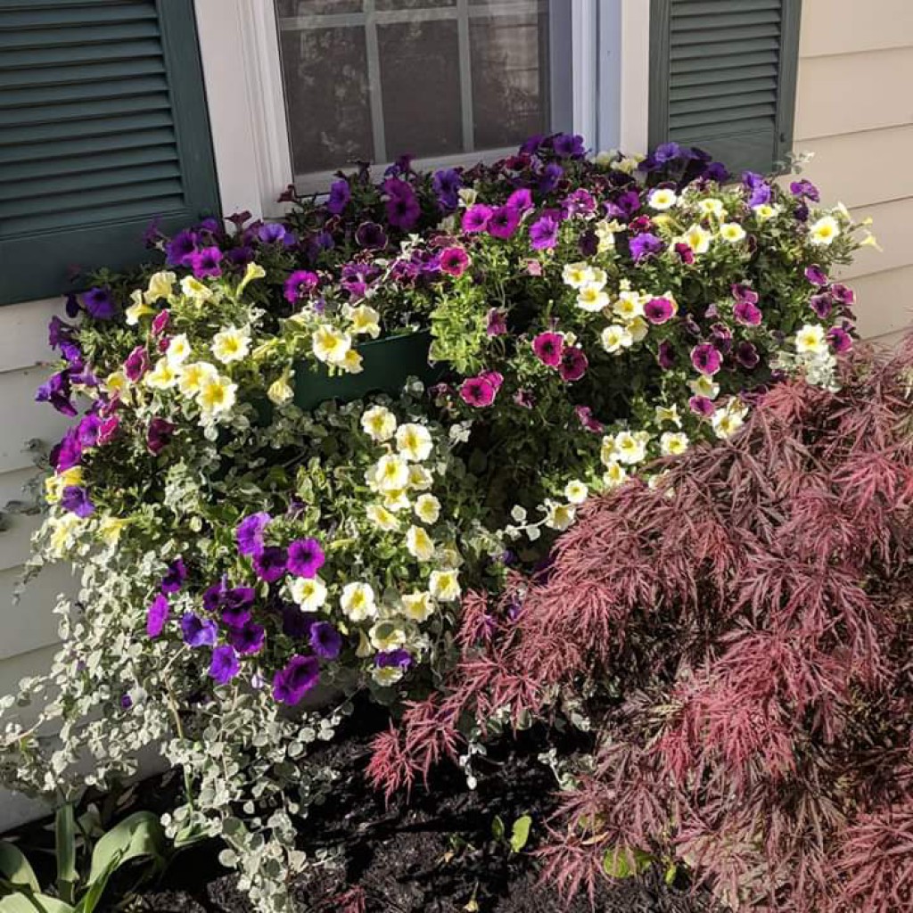 Buffalo Landscape Design, Inc.