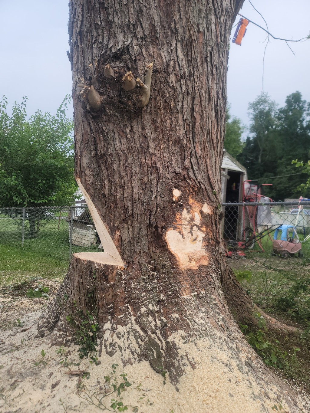 Top Notch Tree Solutions