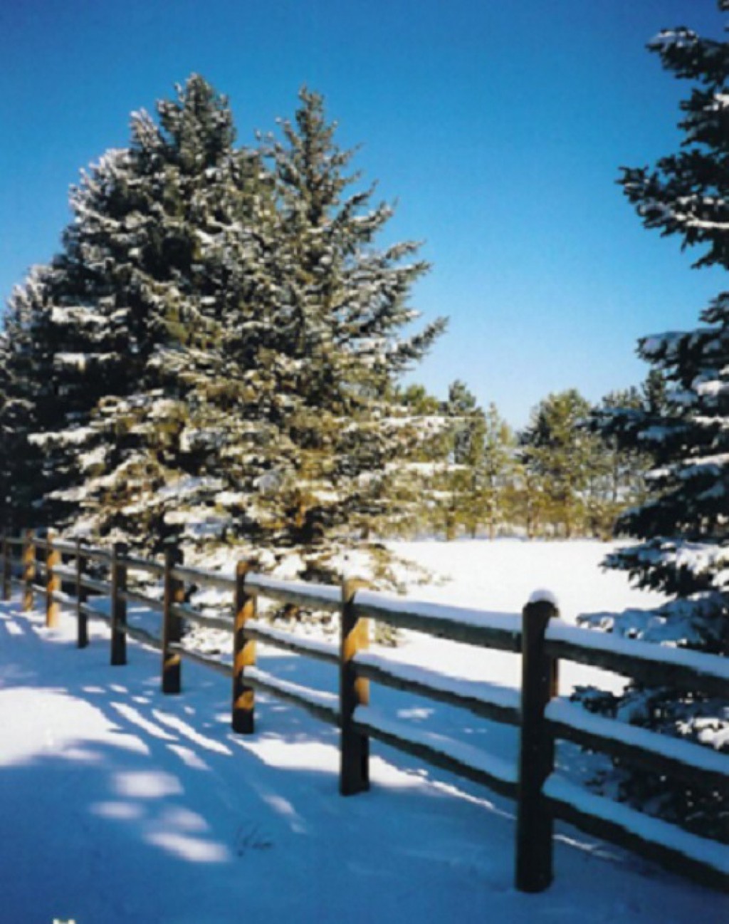 Morgan Timber Products