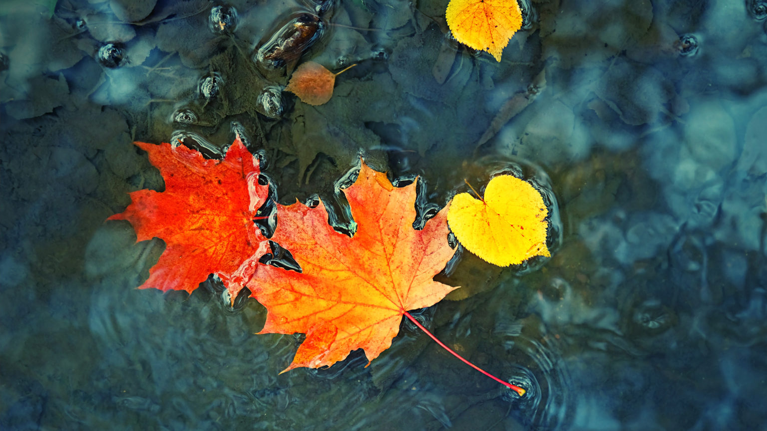 Free Fall-Themed Desktop/Mobile Wallpapers | Econoprint