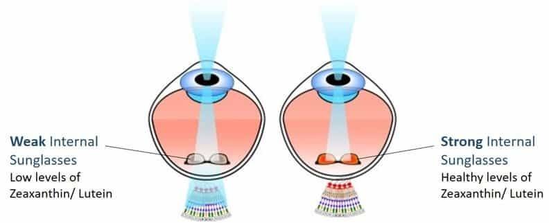 MPOD Test: Macular Pigment Optical Density | VisionArts Eyecare Center