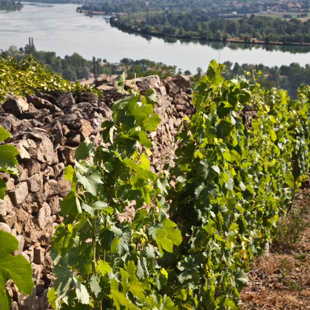 Lionel Faury 4-pack Domaine Faury - Kermit Lynch Wine Merchant