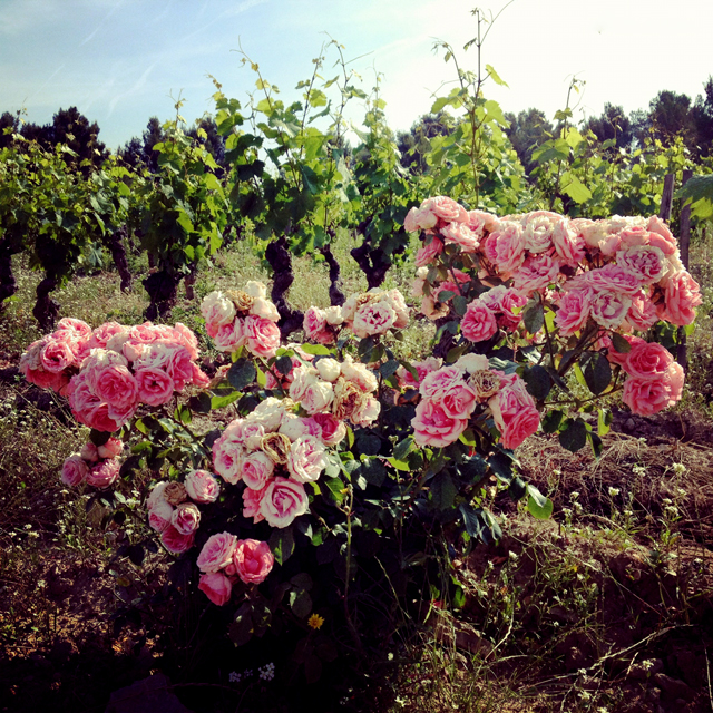 In Their Prime: 2015 Rosé Sampler 6-Bottle Pack - Kermit Lynch Wine ...