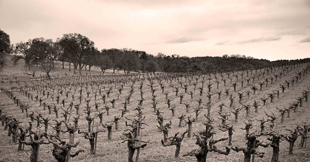 Sandlands Vineyards - Join