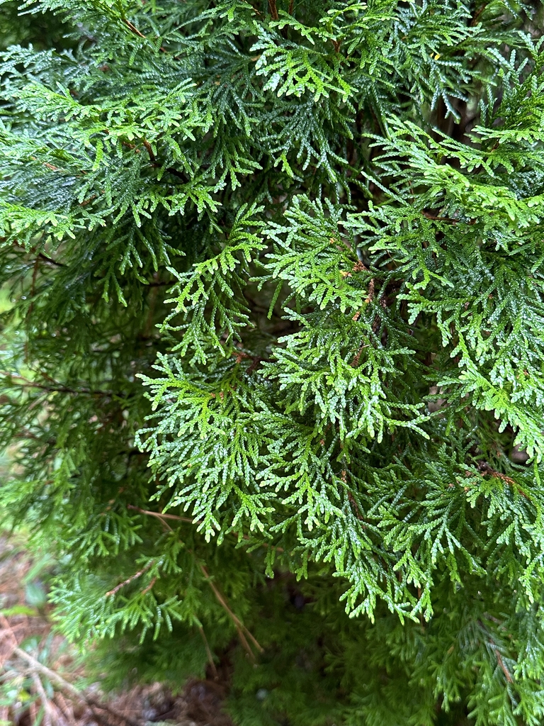Thuja occidentalis 'Degroot's Spire' ('DeGroot's Emerald Spire ...