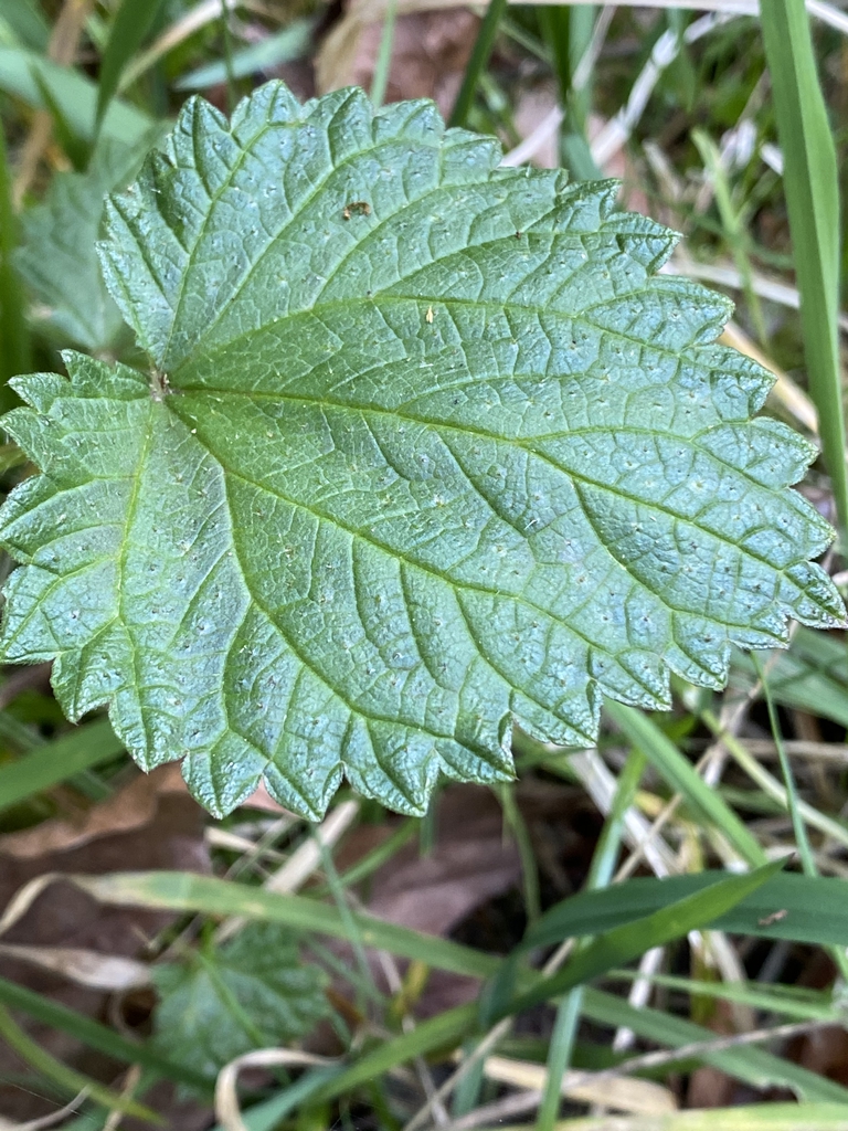 Urtica Dioica Common Nettle Stinging Nettle North Carolina 