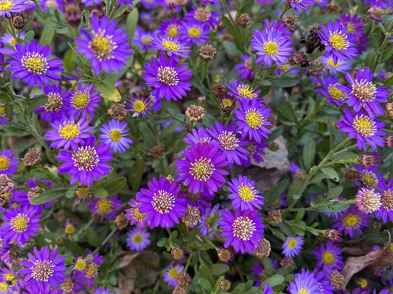 Aster (Aster) | North Carolina Extension Gardener Plant Toolbox
