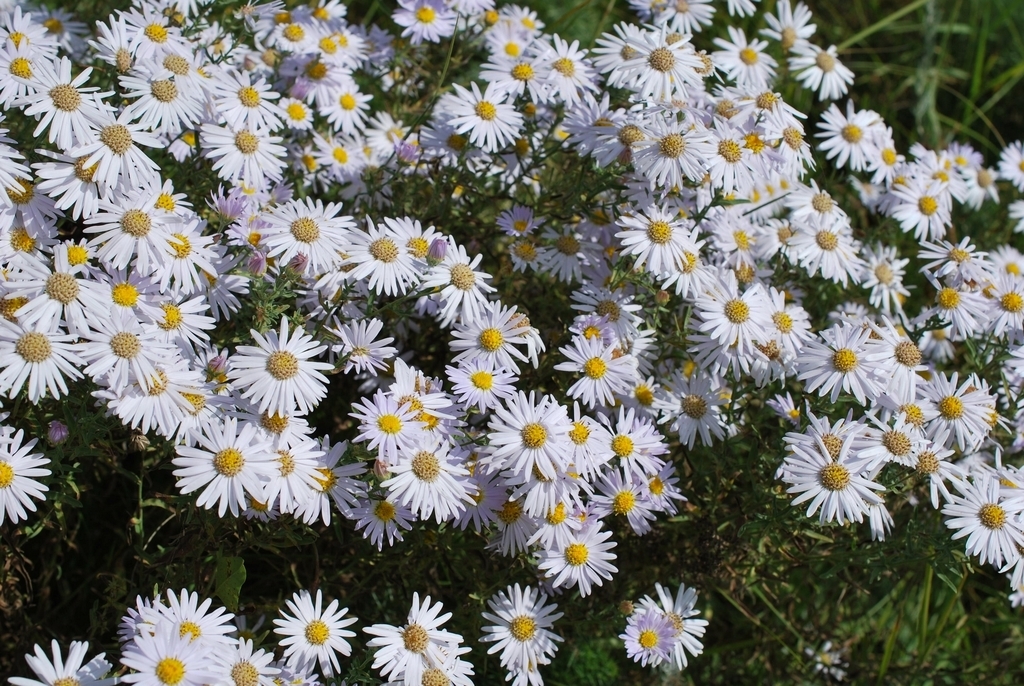 Aster (Aster) | North Carolina Extension Gardener Plant Toolbox