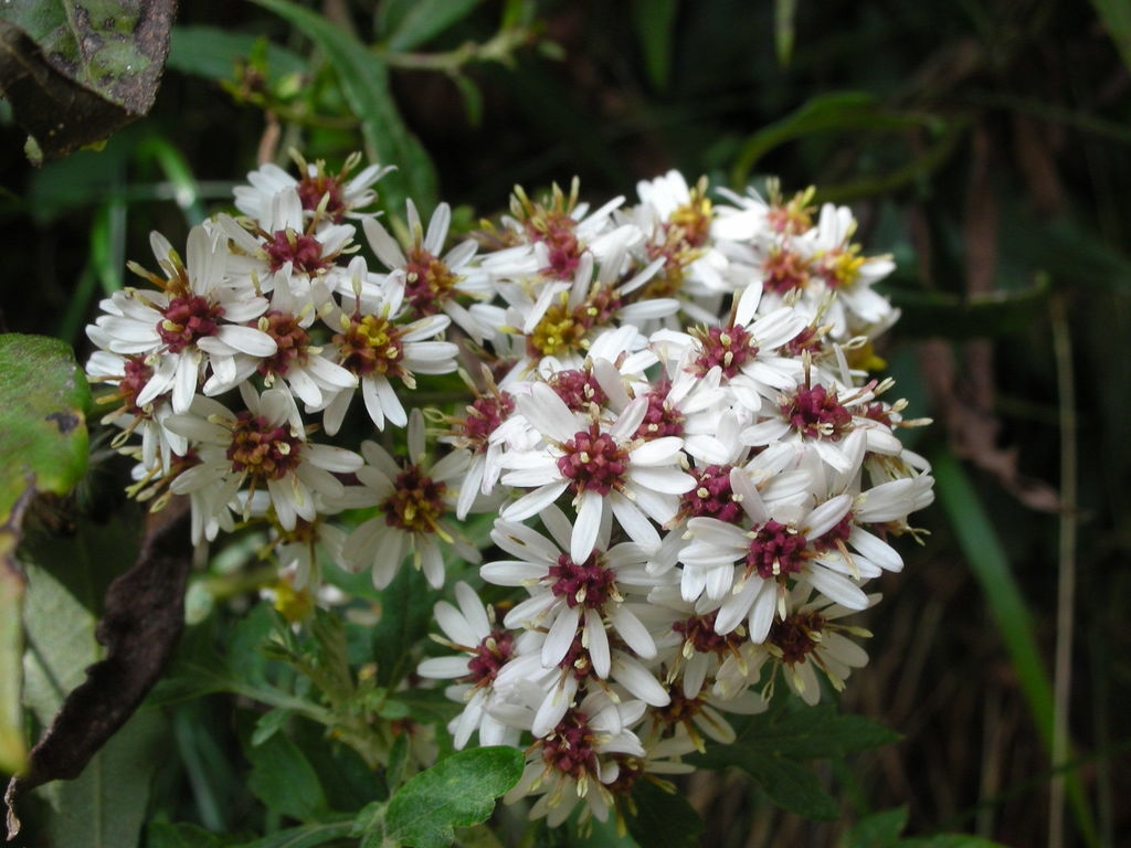Aster (Aster) | North Carolina Extension Gardener Plant Toolbox