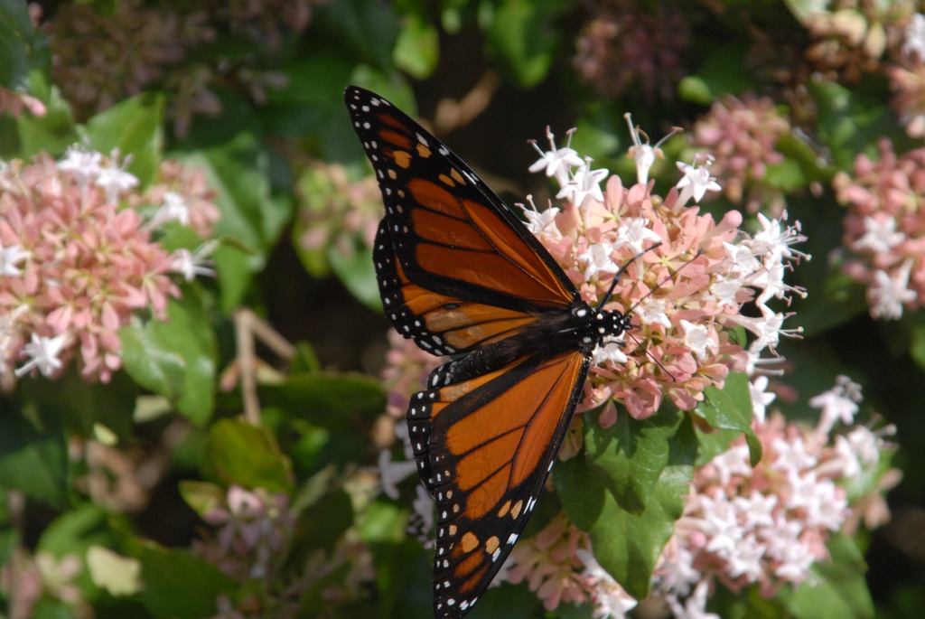 Chinese Abelia - Abelia chinensis | North Carolina Extension Gardener ...