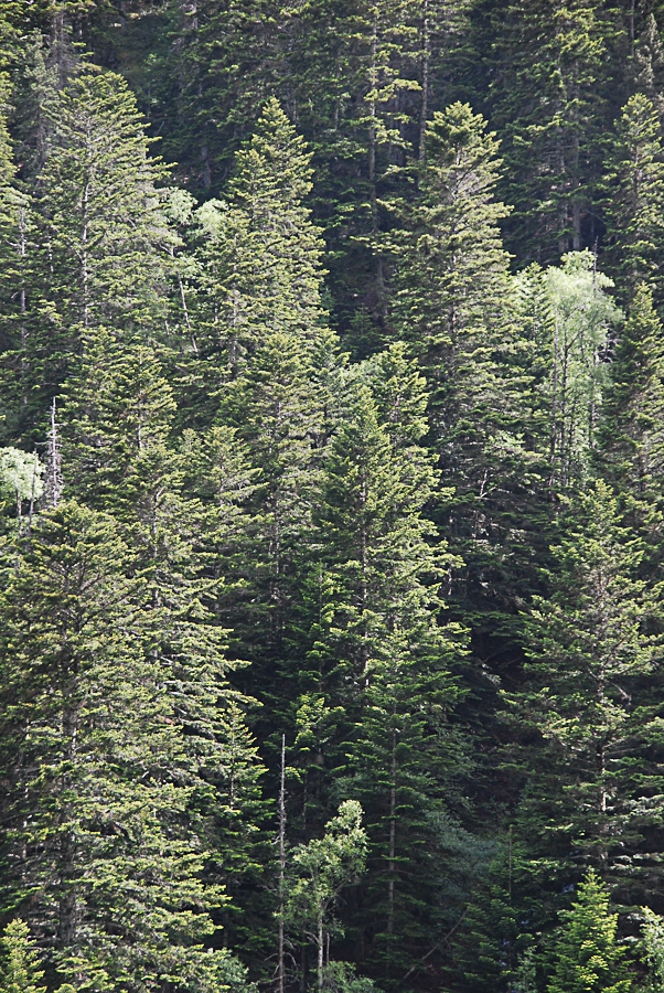 Abies alba (Common Silver Fir, European Silver Fir, Silver Fir) | North ...