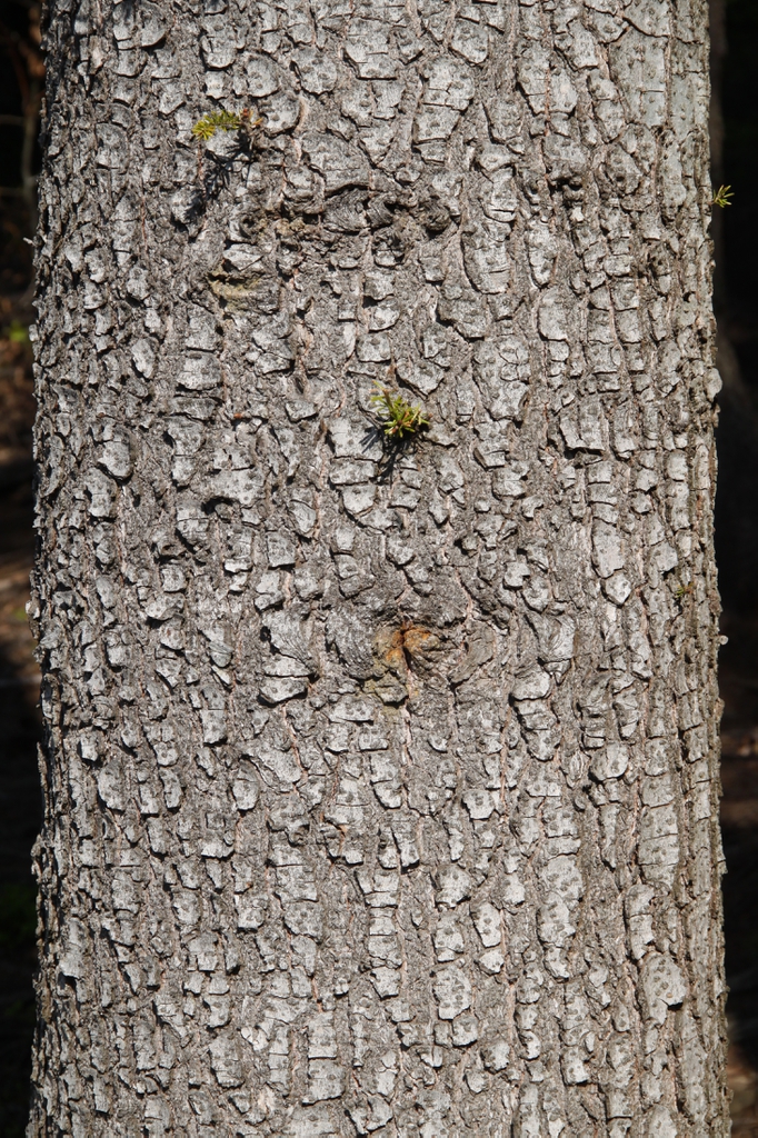 Abies alba (Common Silver Fir, European Silver Fir, Silver Fir) | North ...
