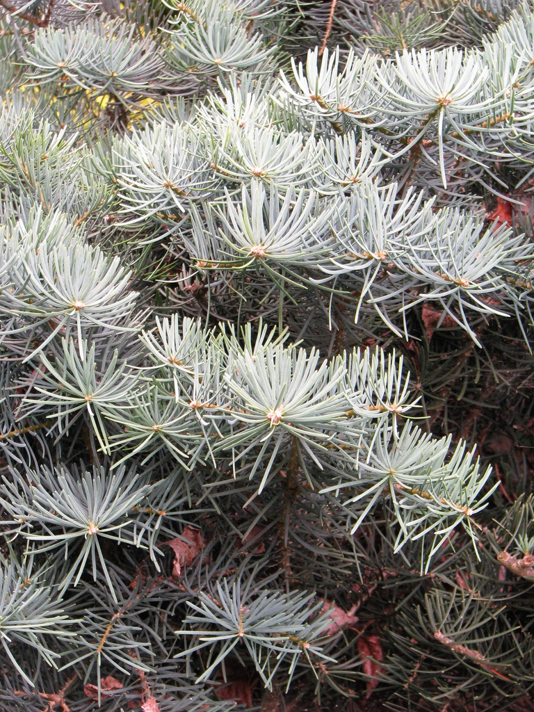Abies concolor 'Compacta' (Compact White Fir) | North Carolina ...