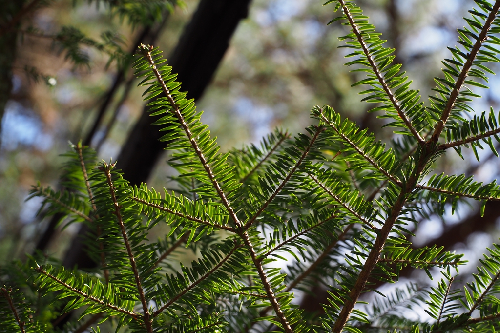 Abies firma (Japanese Fir, Momi Fir) | North Carolina Extension ...