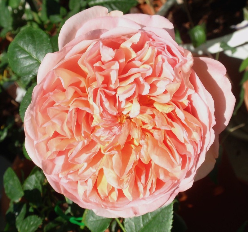 Rosa Abraham Darby 'AUScot' (Abraham, Abraham Darby, Candy Rain ...