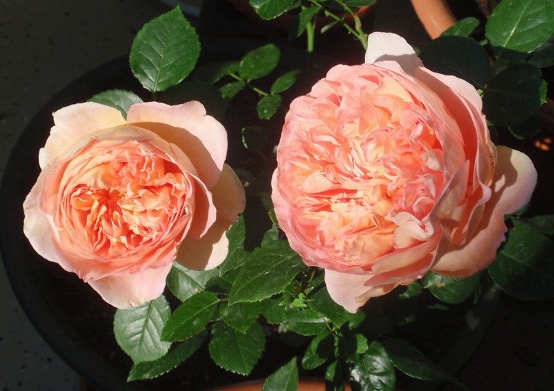 Abraham (Rosa Abraham Darby 'AUScot') Care Guide
