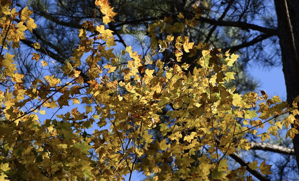 Red Maple - Acer rubrum | North Carolina Extension Gardener Plant Toolbox