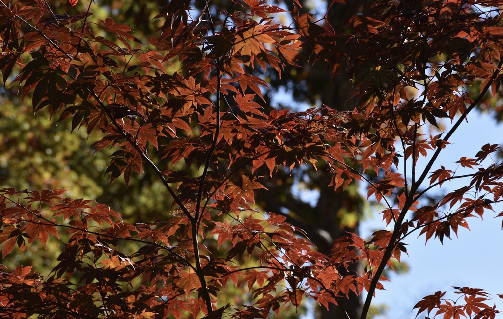 Acer palmatum (Japanese Maple, Japanese Maple Cultivars) | North ...