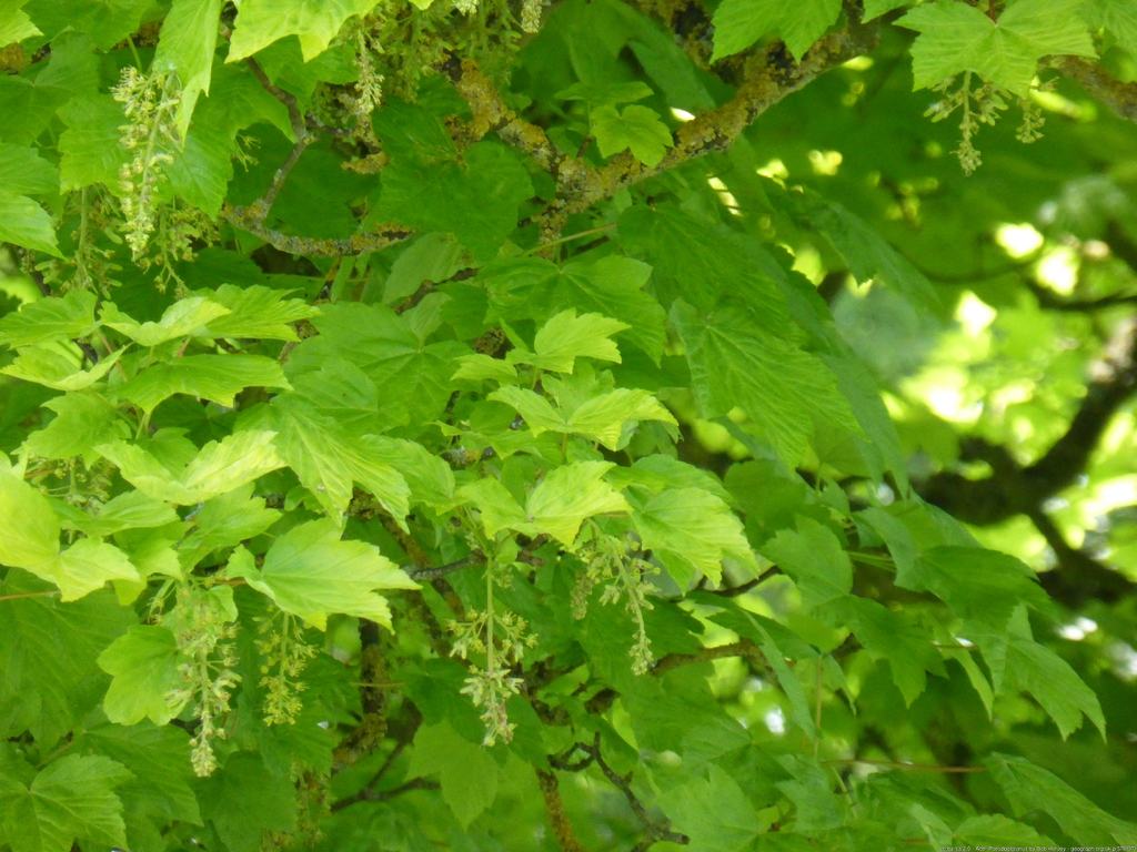 Acer pseudoplatanus (Planetree Maple, Sycamore Maple) | North Carolina ...