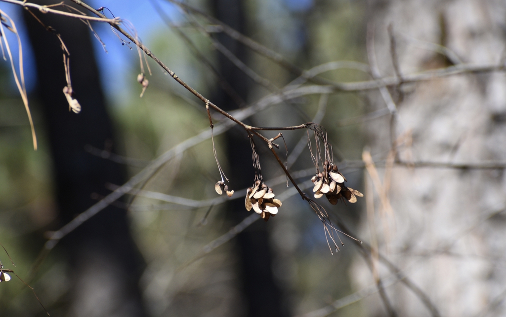 Red Maple - Acer rubrum | North Carolina Extension Gardener Plant Toolbox