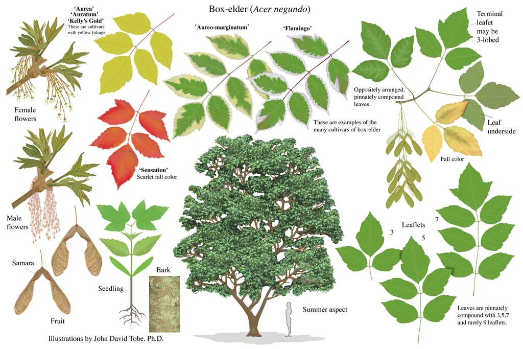 Acer negundo (Ash-Leaf Maple, Ashleaf maple, Boxelder, Box elder ...