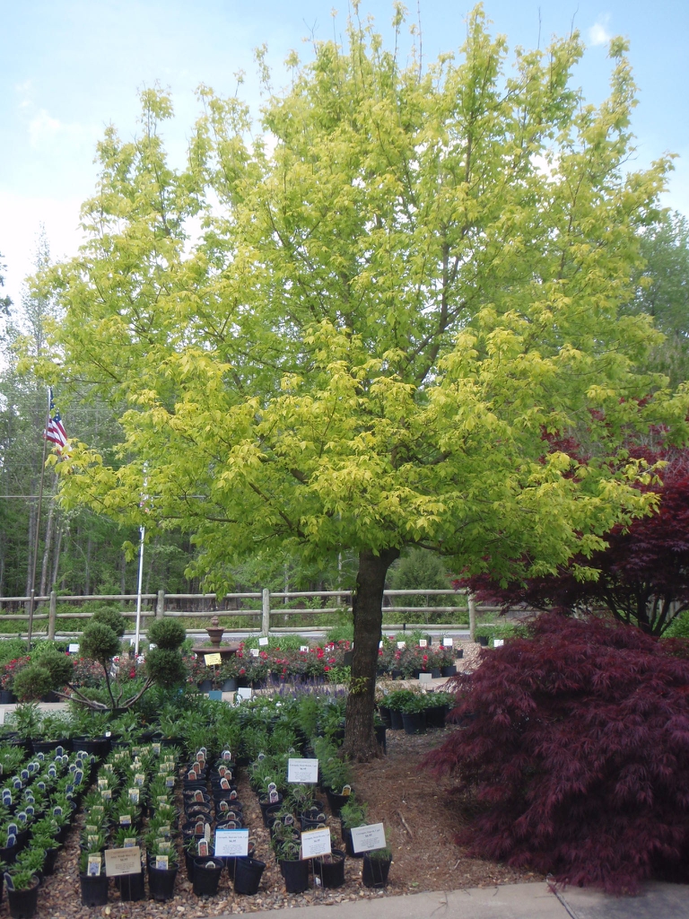 Acer negundo (Ash-Leaf Maple, Boxelder) | North Carolina Extension ...