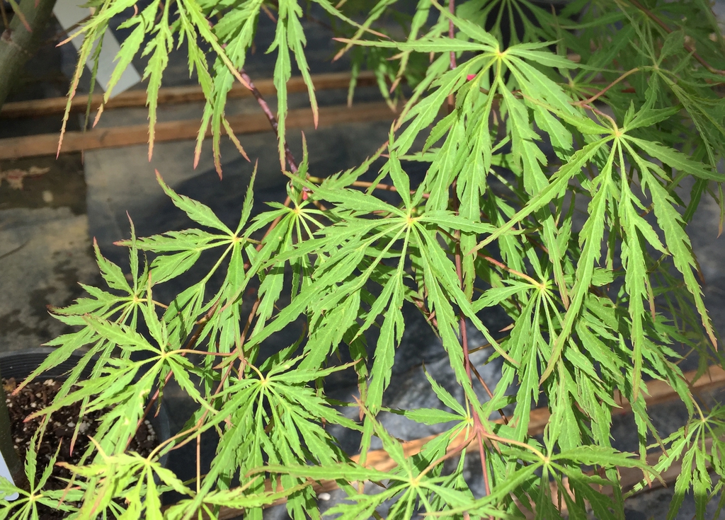 Acer palmatum (Japanese Maple, Japanese Maple Cultivars) | North ...