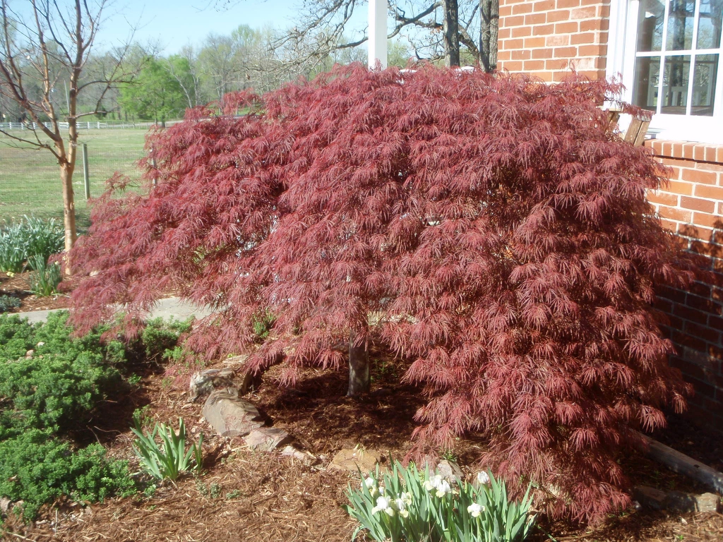 Acer palmatum (Japanese Maple, Japanese Maple Cultivars) | North ...