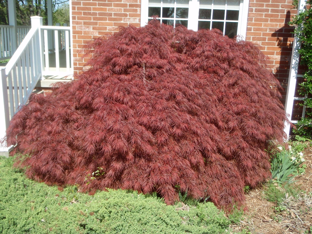 Acer palmatum (Japanese Maple, Japanese Maple Cultivars) | North ...