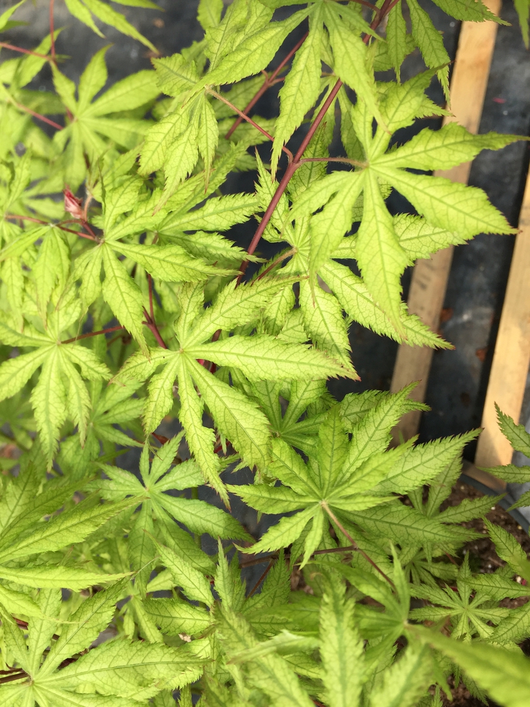 Acer palmatum (Japanese Maple, Japanese Maple Cultivars) | North ...