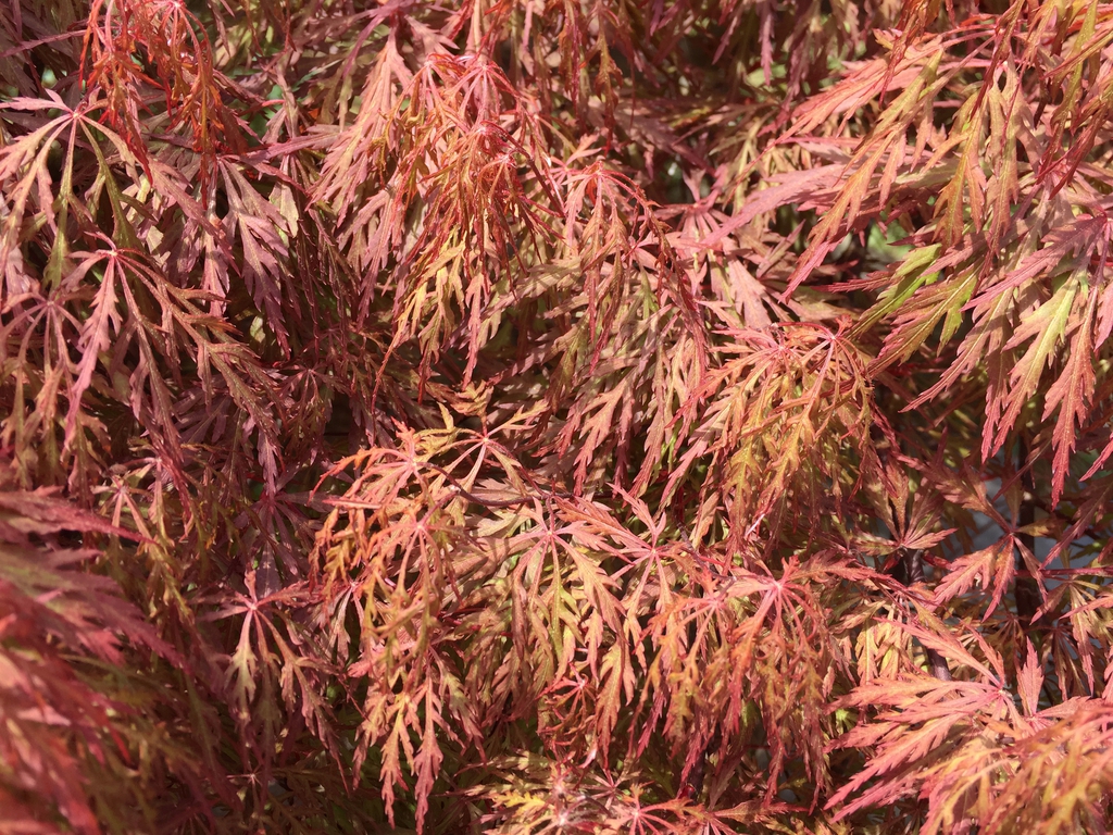 Acer palmatum (Japanese Maple, Japanese Maple Cultivars) | North ...