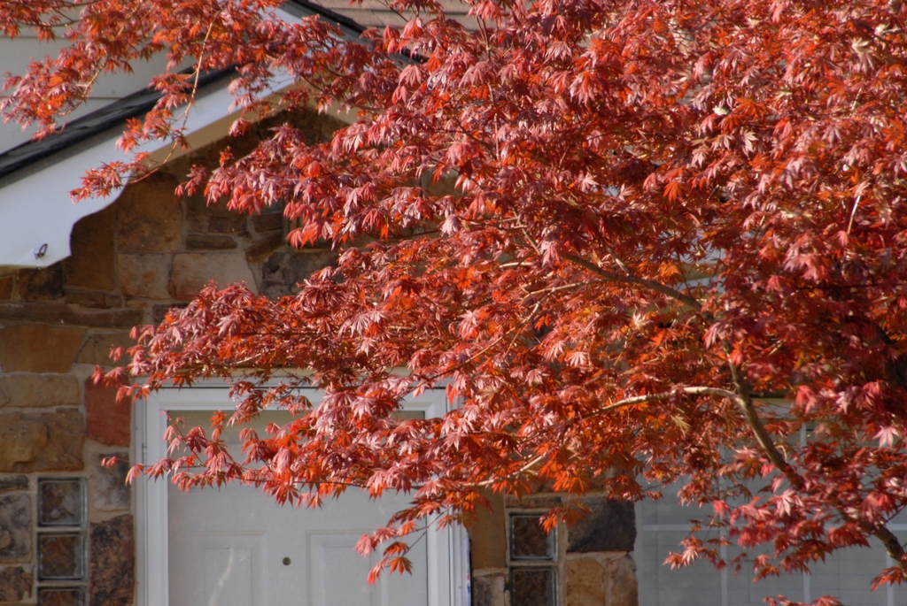 Acer palmatum (Japanese Maple, Japanese Maple Cultivars) | North ...
