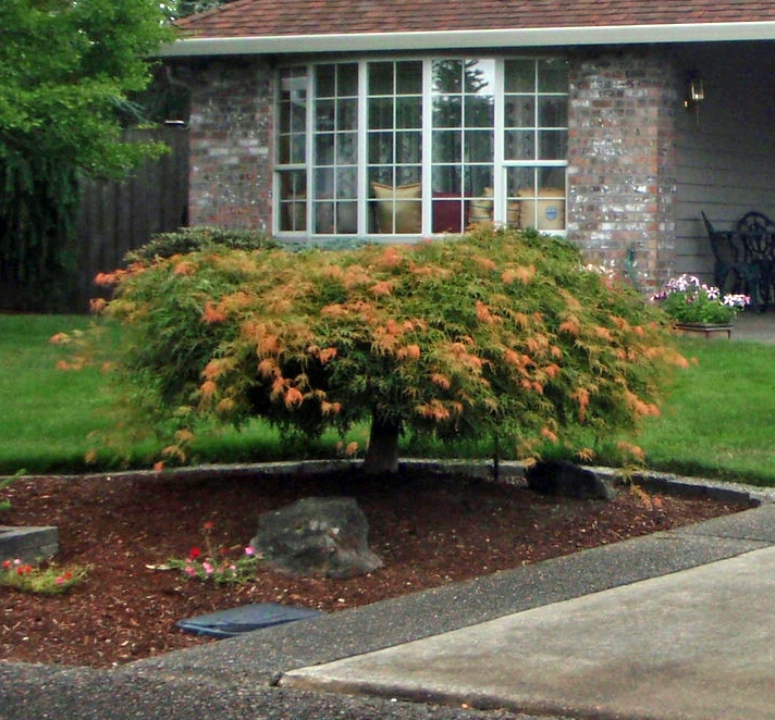 Acer palmatum (Japanese Maple, Japanese Maple Cultivars) | North ...