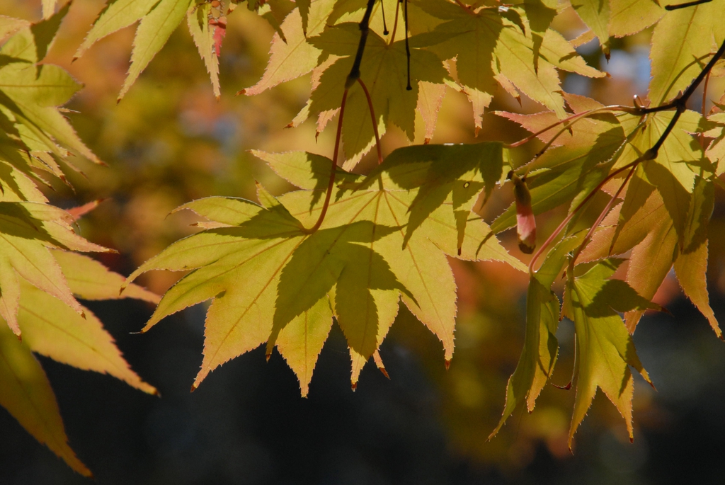 Acer palmatum (Japanese Maple, Japanese Maple Cultivars) | North ...