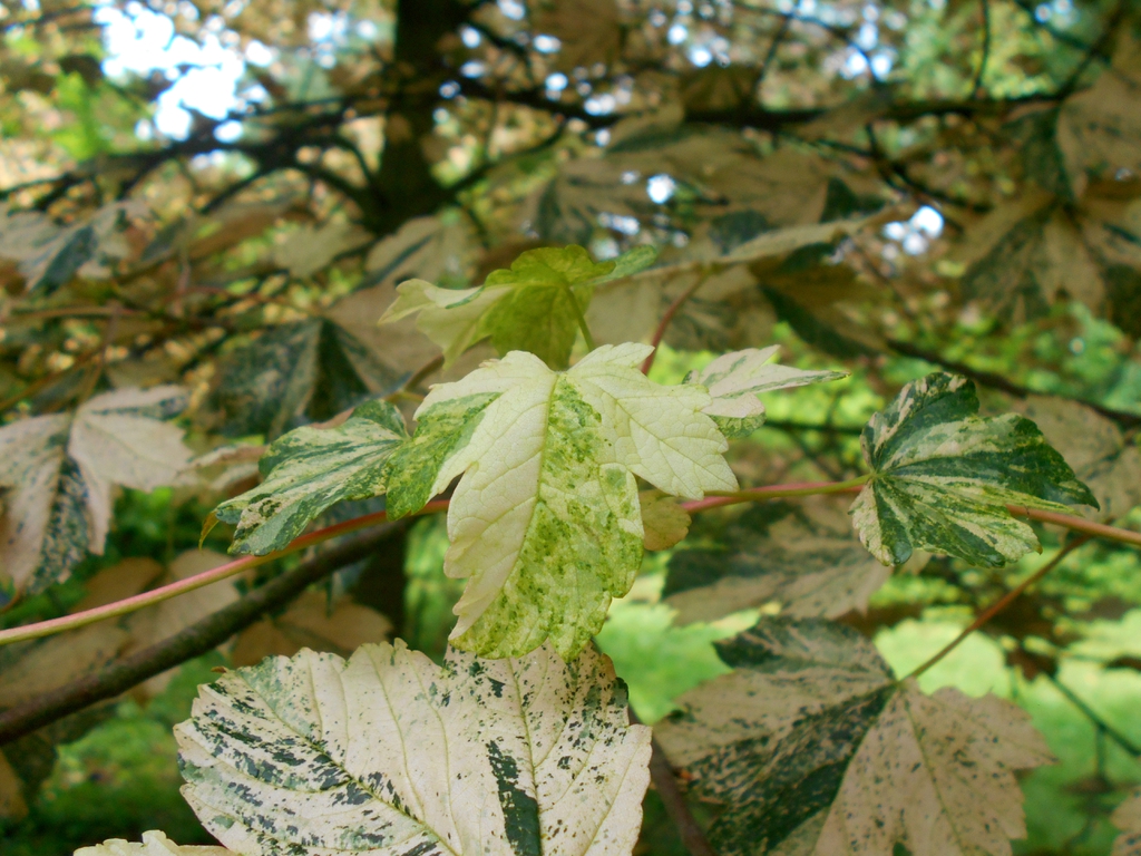 Acer pseudoplatanus (Planetree Maple, Sycamore Maple) | North Carolina ...