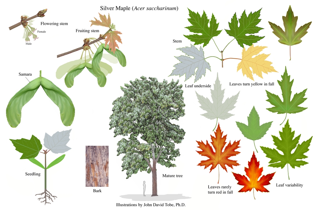 Silver Maple Leaves Silver Maple Acer Saccharinum | Chew Valley