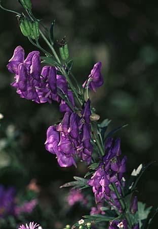 Aconitum (Aconite, Blue rocket, Devil's helmet, Helmet Flower, Leopard ...