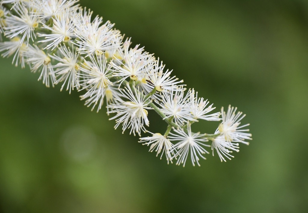 Actaea podocarpa (American Bugbane, Black Snakeroot, Bugbane, Mountain ...