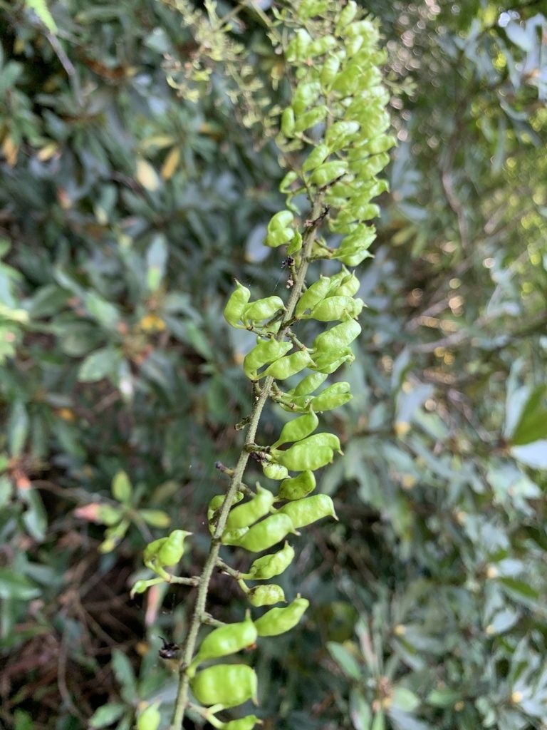 Actaea podocarpa (American Bugbane, Black Snakeroot, Bugbane, Mountain ...
