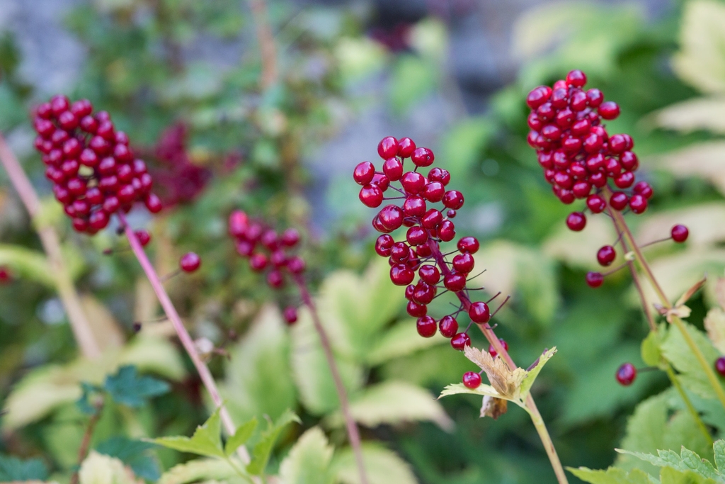 Actaea (Baneberry, Bugbane, Cohosh, Coralberry, Doll's-Eyes, Snakeberry ...