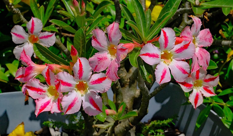 Adenium (Desert Rose, Dwarf Bottle Tree, Elephant's Foot) | North ...