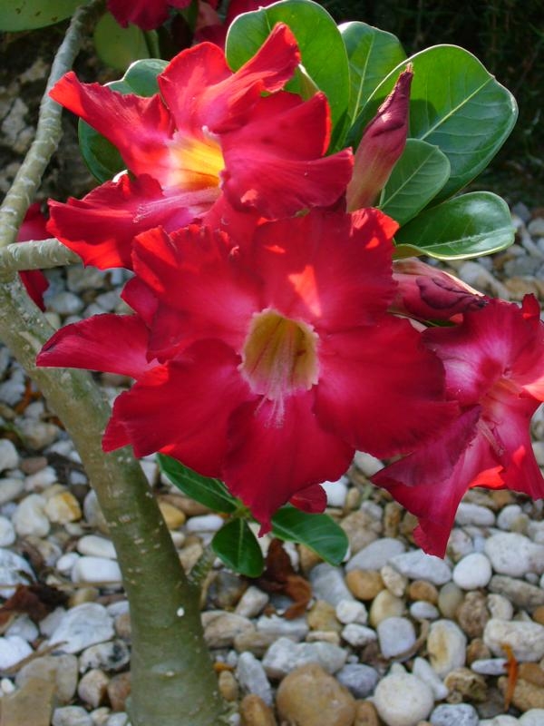 Adenium (Desert Rose, Dwarf Bottle Tree, Elephant's Foot) | North ...