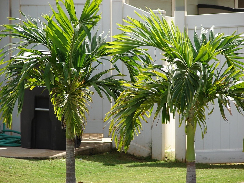 Manila palm store