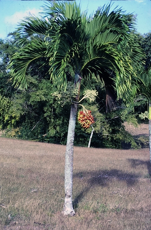 Adonidia merrillii (Christmas Palm, Dwarf Royal Palm, Manila Palm ...