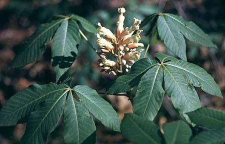 Aesculus sylvatica (Dwarf Buckeye, Painted Buckeye) | North Carolina ...