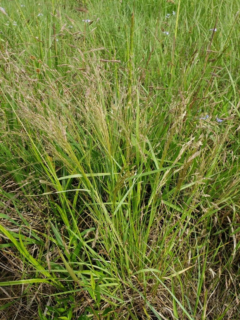 Agrostis hyemalis (Tickle Grass, Winter Bentgrass) | North Carolina ...