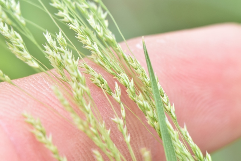 Agrostis hyemalis (Tickle Grass, Winter Bentgrass) | North Carolina ...