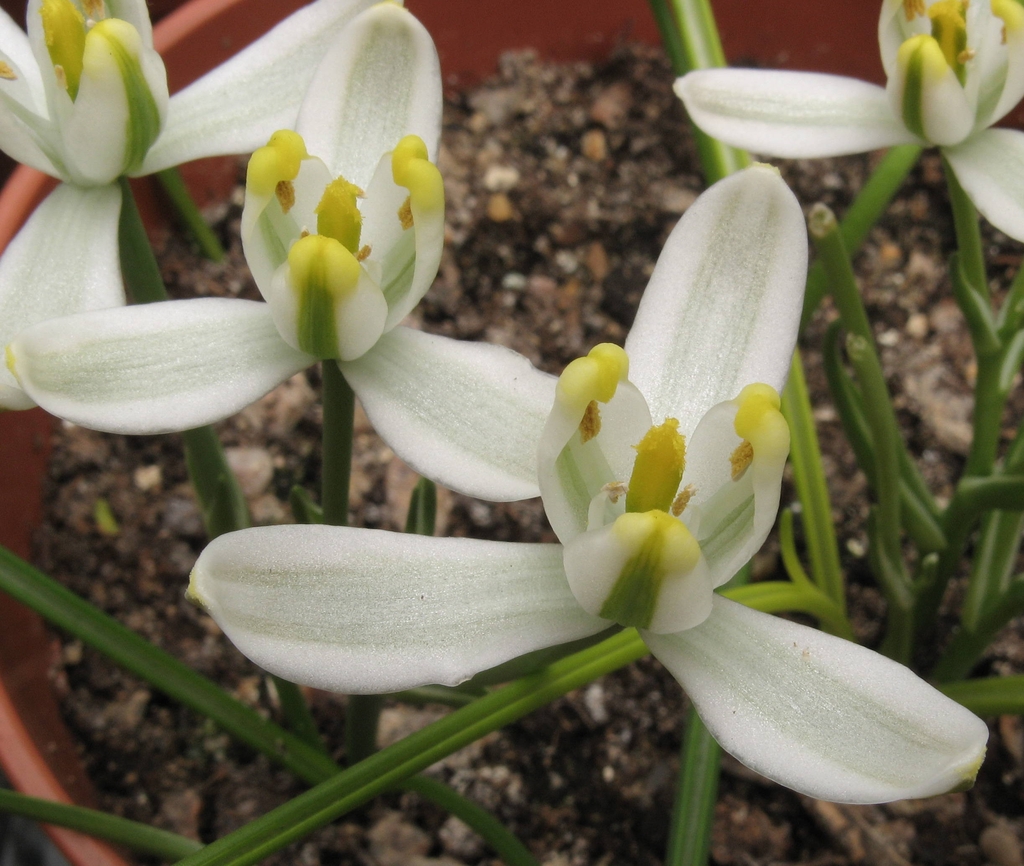 albuca (Sentry-Boxes, Slime Lily, Soldier-in-the-Box) | North Carolina ...